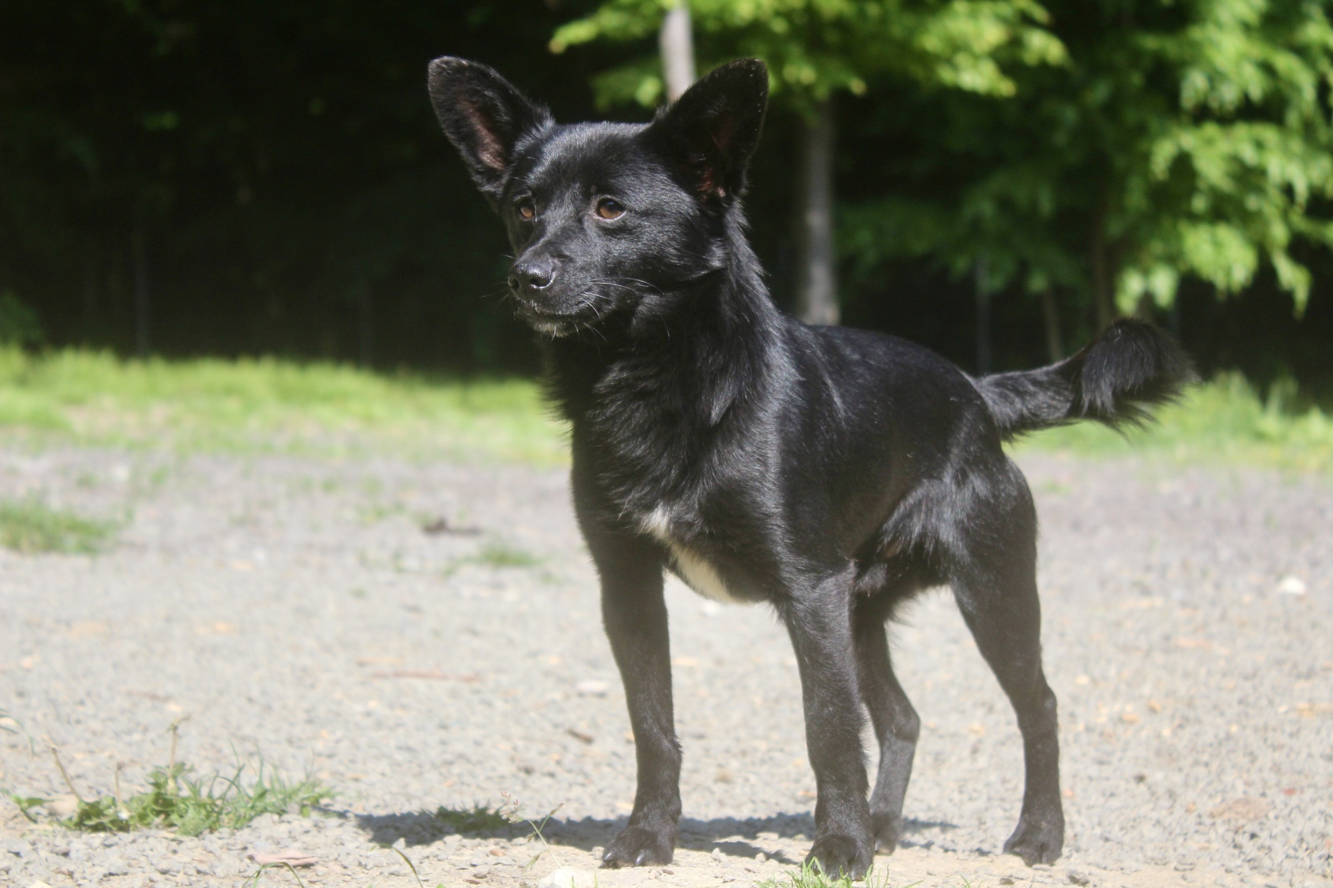 ️YANICK, cca 10/2022 – už v domove ️ – OZ Druhá Šanca Bardejov